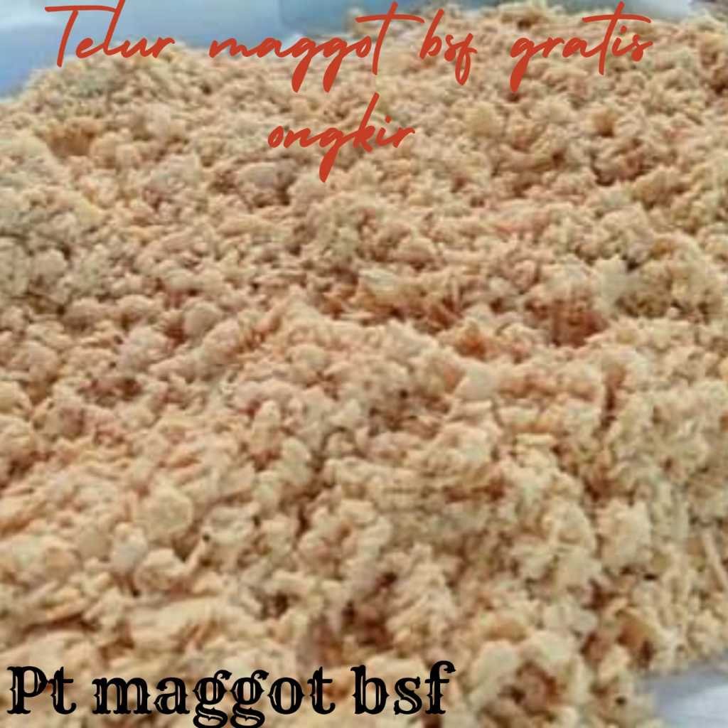 Jual Telur Maggot bsf berkualitas menetas 100% harga per gram ya kak ...