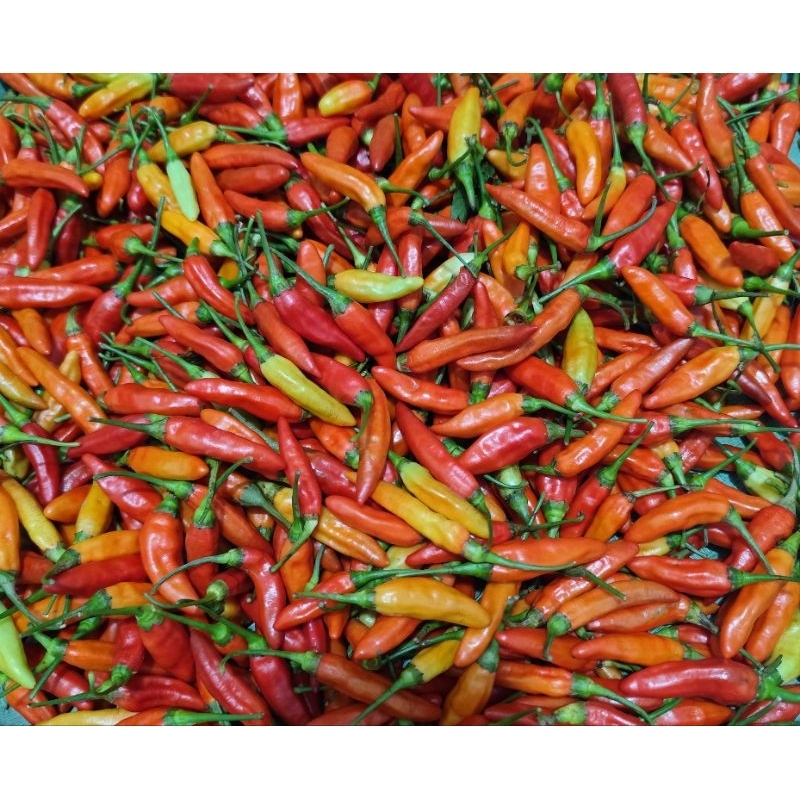 Jual cabe burung/setan | Shopee Indonesia