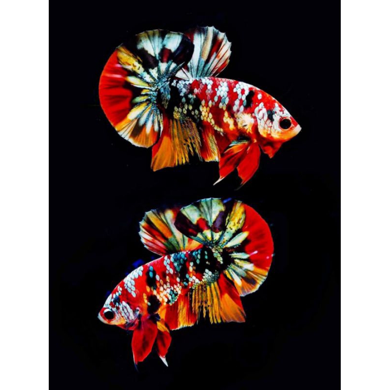 Jual HIASAN AQUARIUM CUPANG NEMO GALAXY PLAKAT SIZE M+ / IKAN GANTENG ...