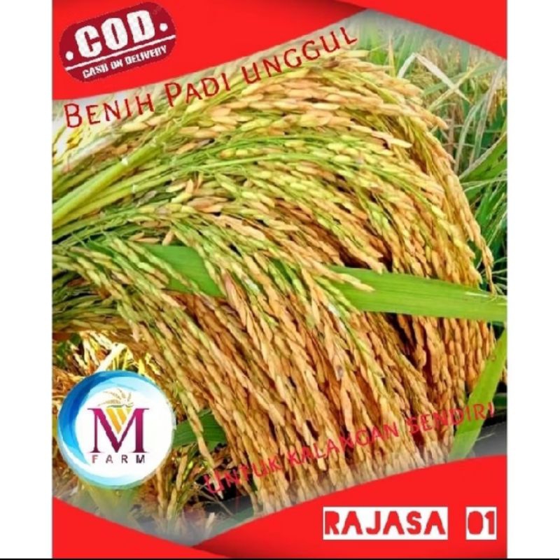 Jual BENIH PADI RAJASA 01 SUPER UNGGUL BERKUALITAS ORIGINAL 1KG | Shopee Indonesia