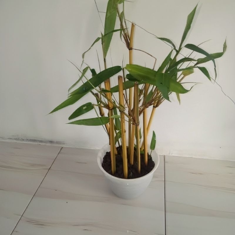 Jual Bibit Stek Bambu Kuning panjang 30cm/Ampel kuning/bongol bambu ...