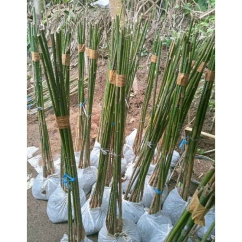 Jual Promo jual bibit bambu jepang tingi,1meter | Shopee Indonesia
