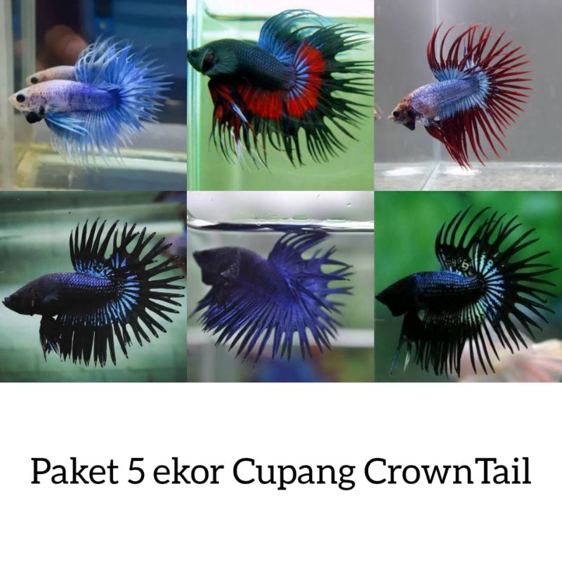 Jual Paket Isi 5 Ekor Cupang Crowntail Mix (Male & Female) | Shopee ...