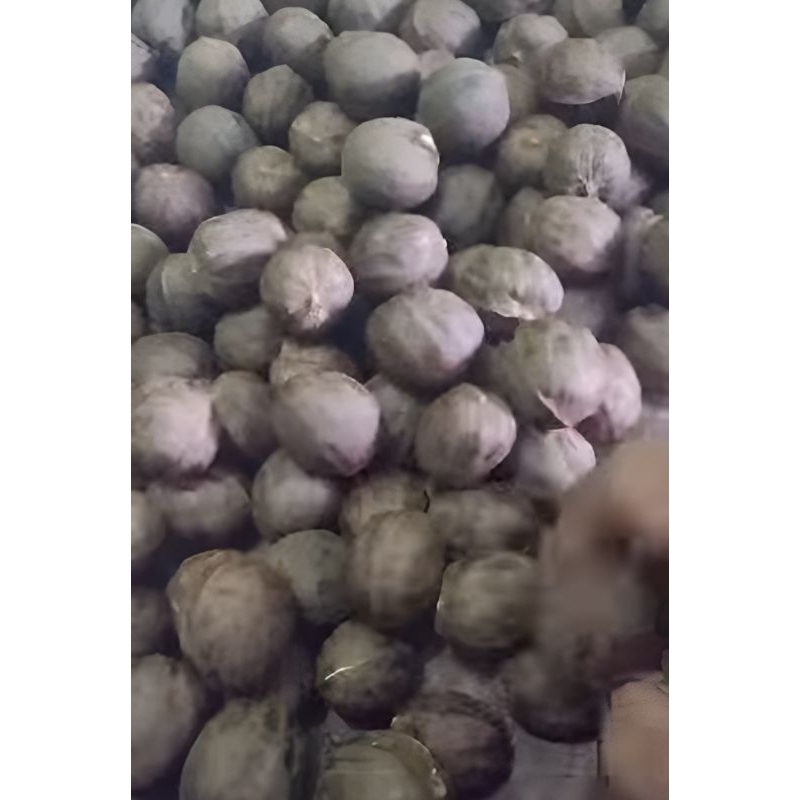 Jual biji palem bismarkia Silver paket 10 biji | Shopee Indonesia