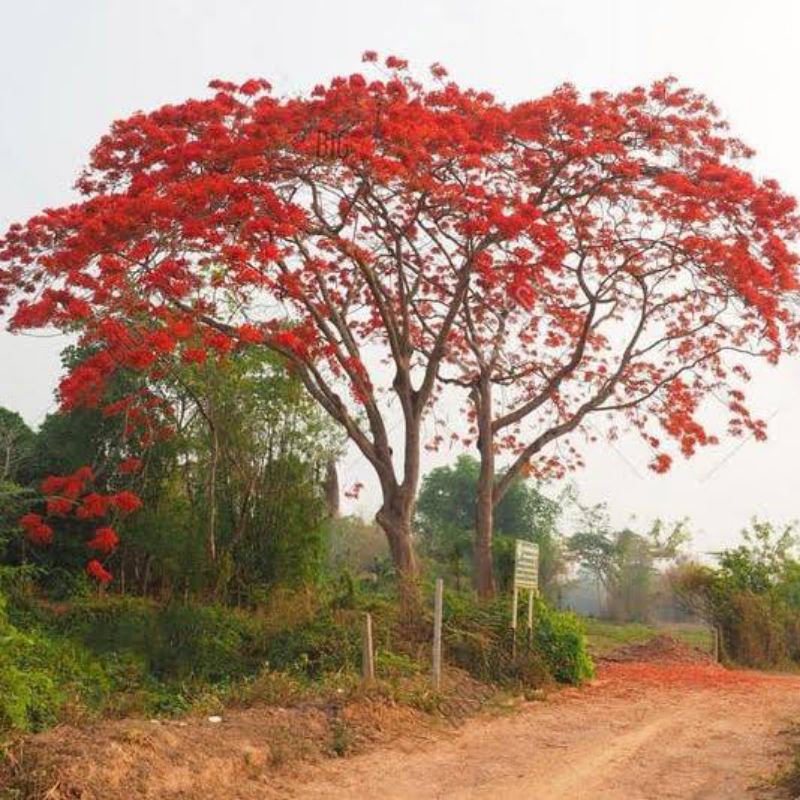 Jual Bibit Pohon Tabebuya Merah Siap Tanam | Bibit Bunga Tabebuya Merah ...