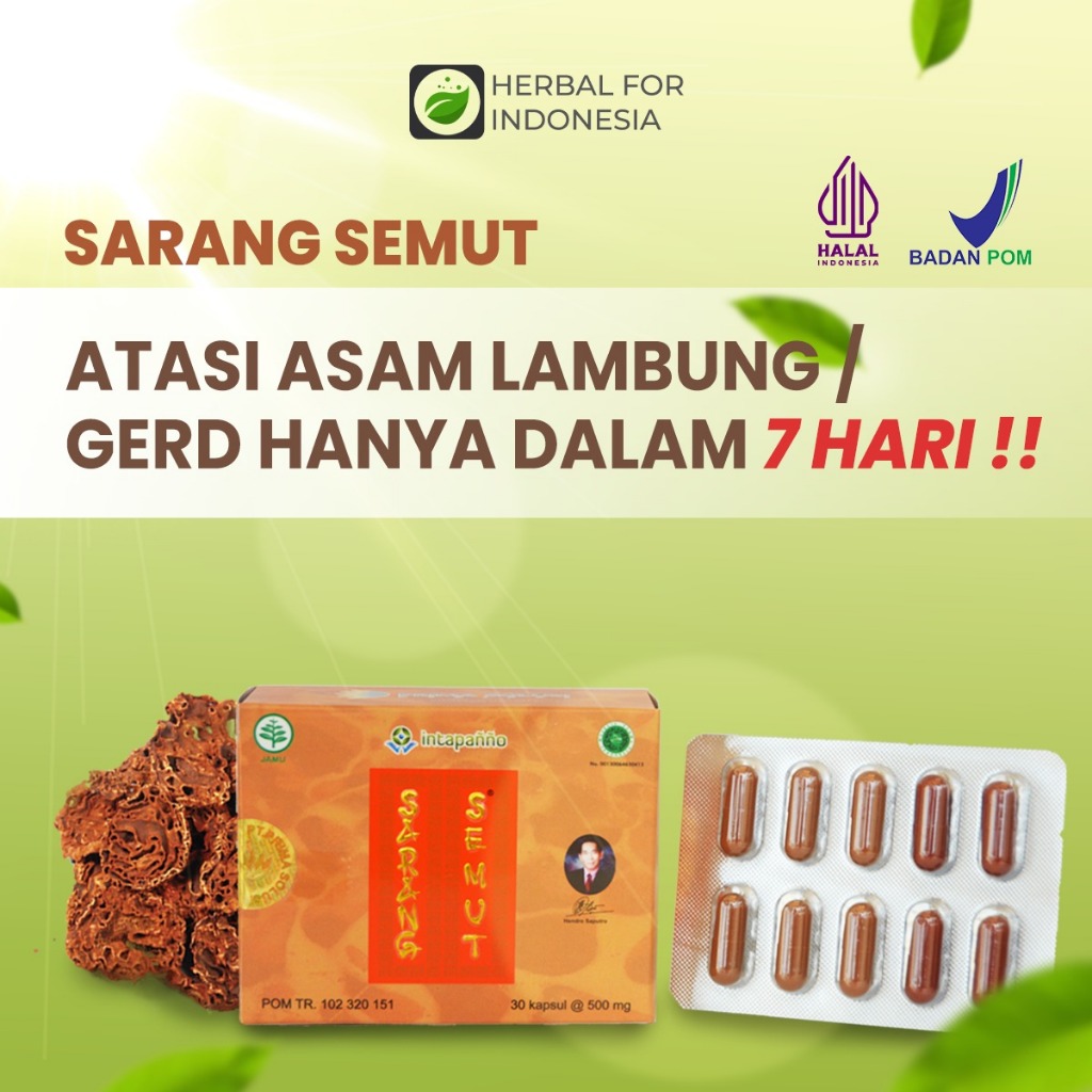Jual Sarang Semut Obat Herbal Asam Lambung Gerd Wasir Ambeien Tumor 30 ...