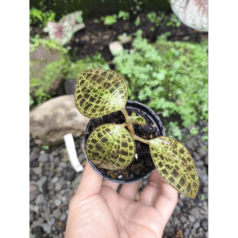 Jual macodes petola Anggrek mini, jewel orchid kiaksara, tanaman ...