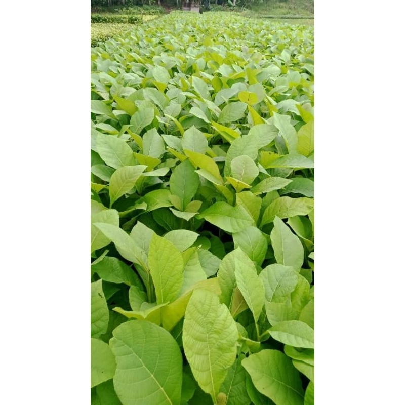 Jual bibit pohon jati putih | Shopee Indonesia