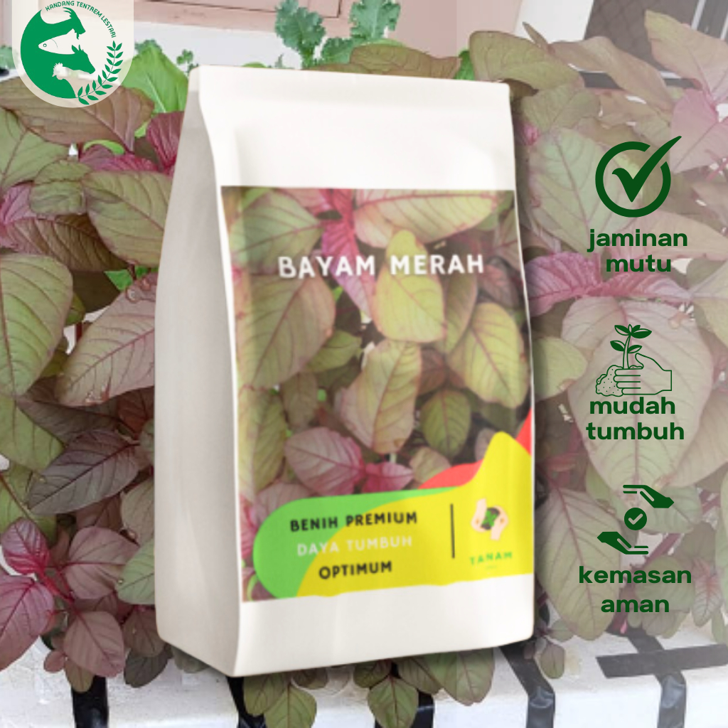 Jual Benih Bayam Merah 1 kg TANAM SEED Unggul Nutrisi Tinggi Bisa Cabut ...