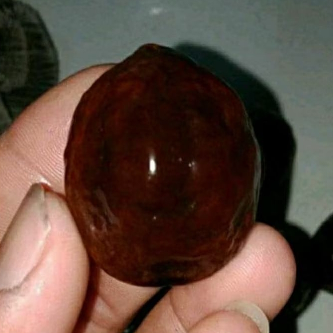 Jual muncang adu panjangan mantili | Shopee Indonesia