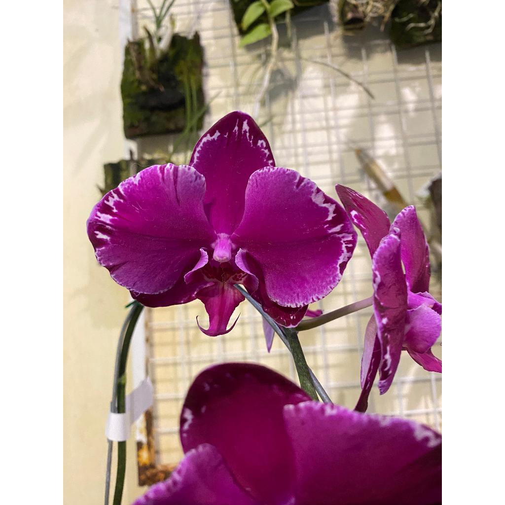 Jual Phalaenopsis F 5581 (Anggrek Bulan) | Shopee Indonesia