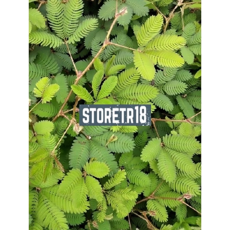 Jual Daun Putri Malu Segar Isi 100 Gram | Shopee Indonesia