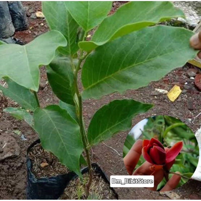 Jual Bibit Bunga Kantil Merah Langka | Bibit Cempaka Merah Asli ...
