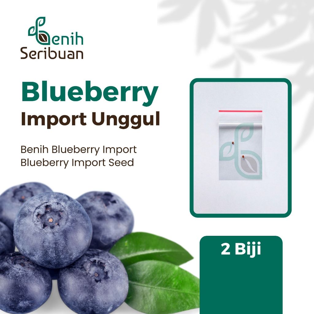 Jual 2 Bibit Blueberry Import Benih Buah Blueberry Berkualitas Super ...