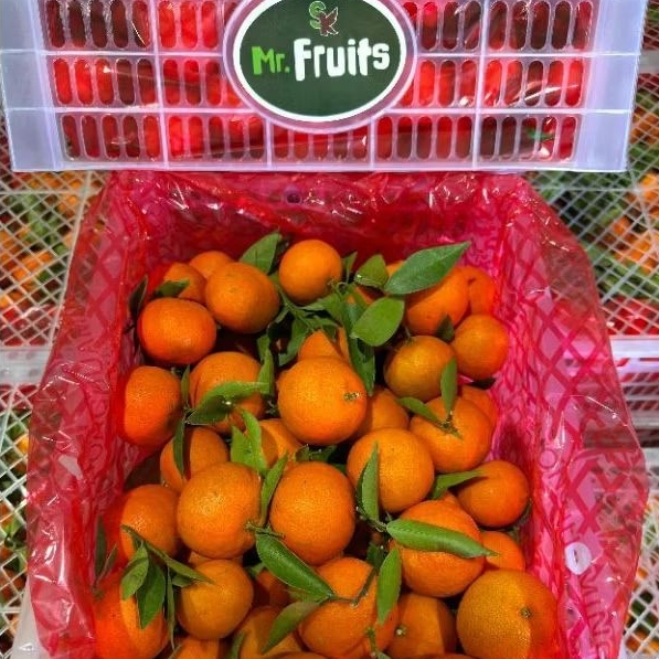 Jual JERUK SANTANG TANGRIN MANISS/kg | Shopee Indonesia