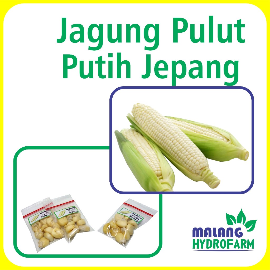 Jual Benih Jagung Pulut Putih Jepang Unggulan Berkualitas biji bibit ...