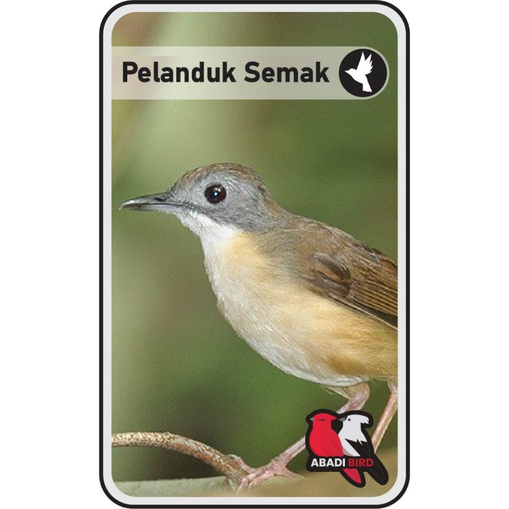 Jual Pelanduk Semak Palmerah | Shopee Indonesia