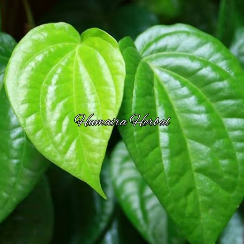 Jual TANAMAN HERBAL SIRIH HIJAU RIMBUN SIAP TANAM Pohon Sirih Hijau ...