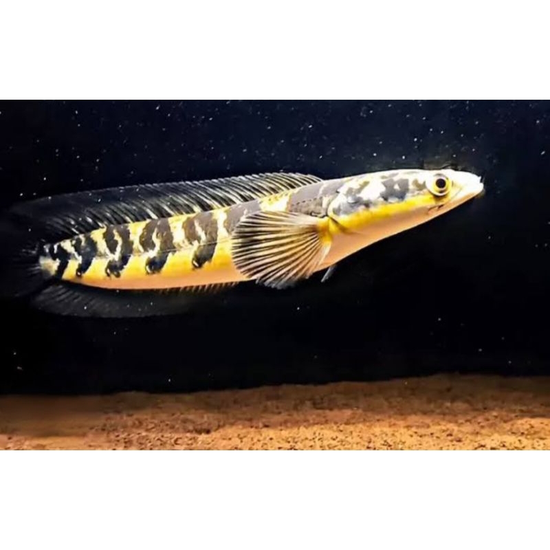 Jual stiker chana maru yellow sentarum 9-12cm | Shopee Indonesia