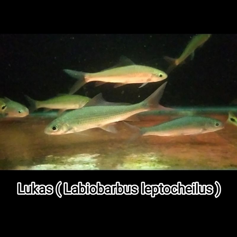 Jual Tankmate aquarium ( Labiobarbus leptocheilus ) | Shopee Indonesia