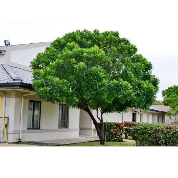 Jual Pohon Kerai Payung (Filicium decipiens) - Pohon Tiara ...