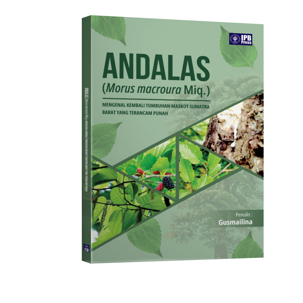 Jual ANDALAS (Morus macroura Miq.) MENGENAL KEMBALI TUMBUHAN MASKOT ...