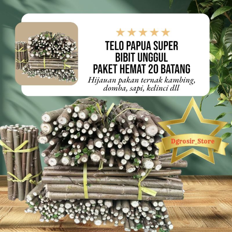 Jual TELO PAPUA/SINGKONG PAPUA SUPER PAKET HEMAT ISI 20 BATANG | Shopee ...