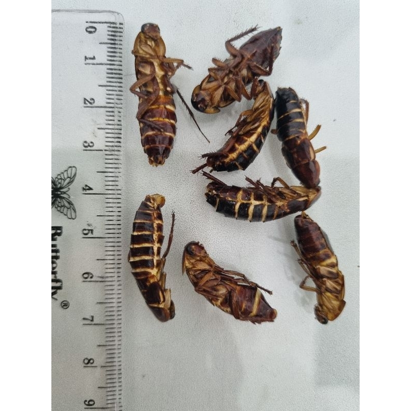 Jual Kecoa Turkish kering - Dried turkish cockroach pakan SG, reptil ...