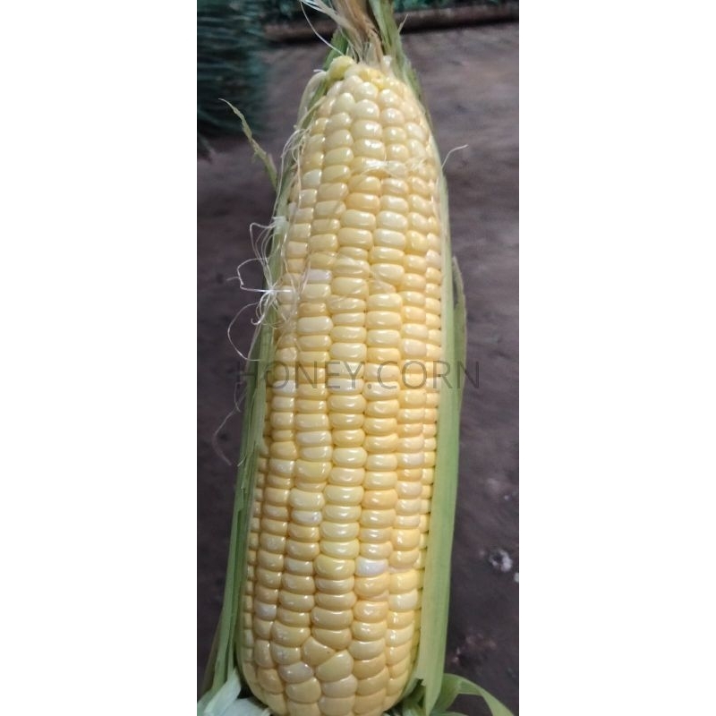 Jual JAGUNG MADU UTUH 1KG - DENGAN KULIT - COCOK UNTUK JAGUNG BAKAR ...