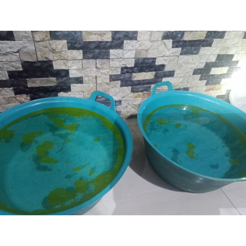 Jual telur GURAMI perpaket isi 500jenis soang | Shopee Indonesia