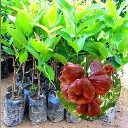 Jual Bibit jambu air CITRA merah | Shopee Indonesia
