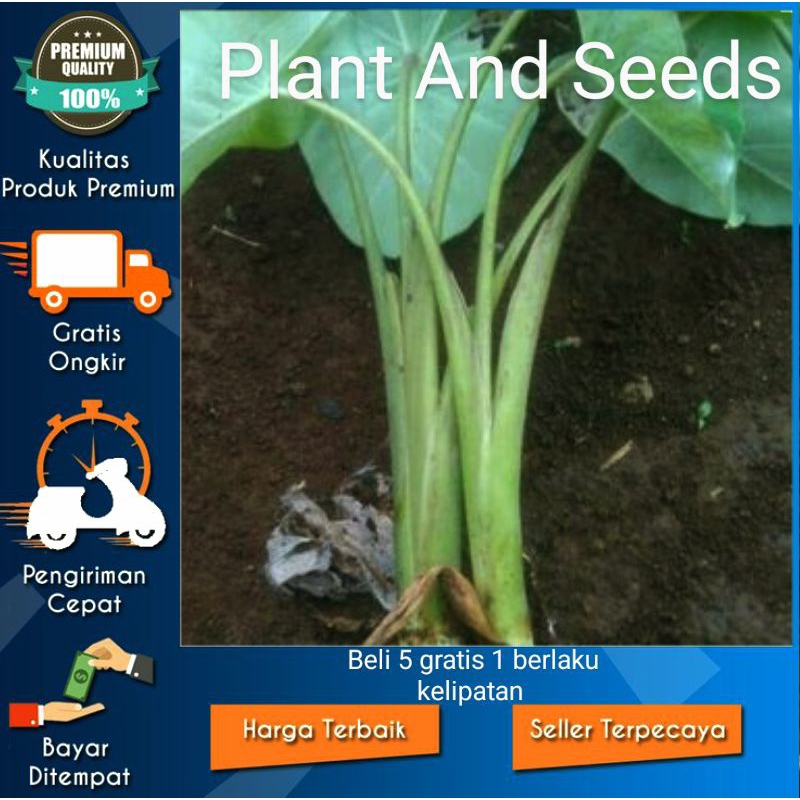 Jual BIBIT TALAS KETAN WANGI ROMA UMBI KUNING JUMBO KHAS BOGOR | Shopee ...