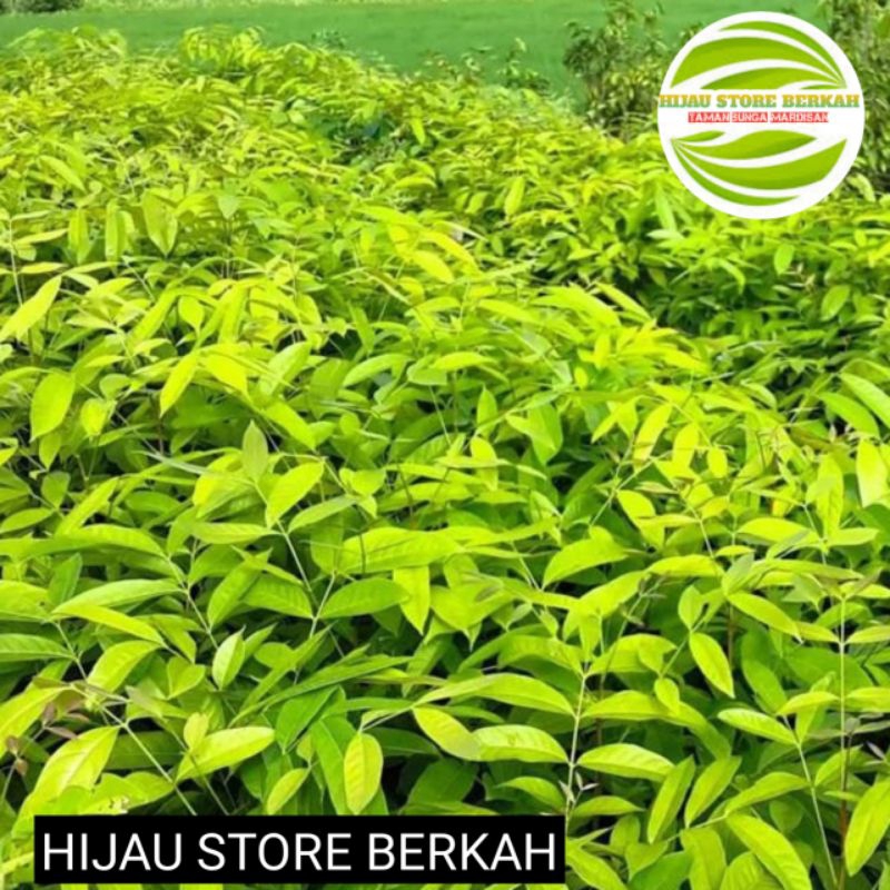 Jual Bibit Mahoni | Pohon Kayu Mahoni | Shopee Indonesia