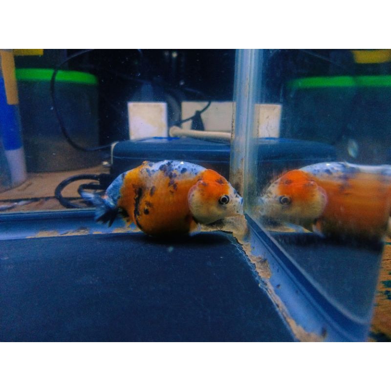 Jual koki ranchu lionchu calico sapi sapi an Tiny tail | Shopee Indonesia