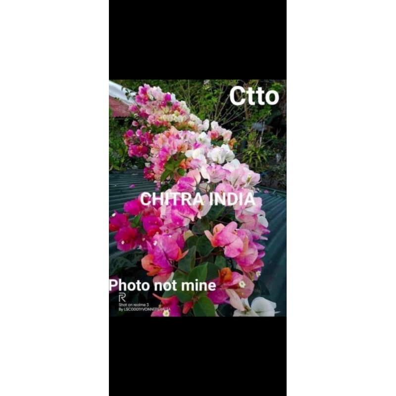Jual Ctto CHITRA INDIA Bunga Hiasan | Shopee Indonesia