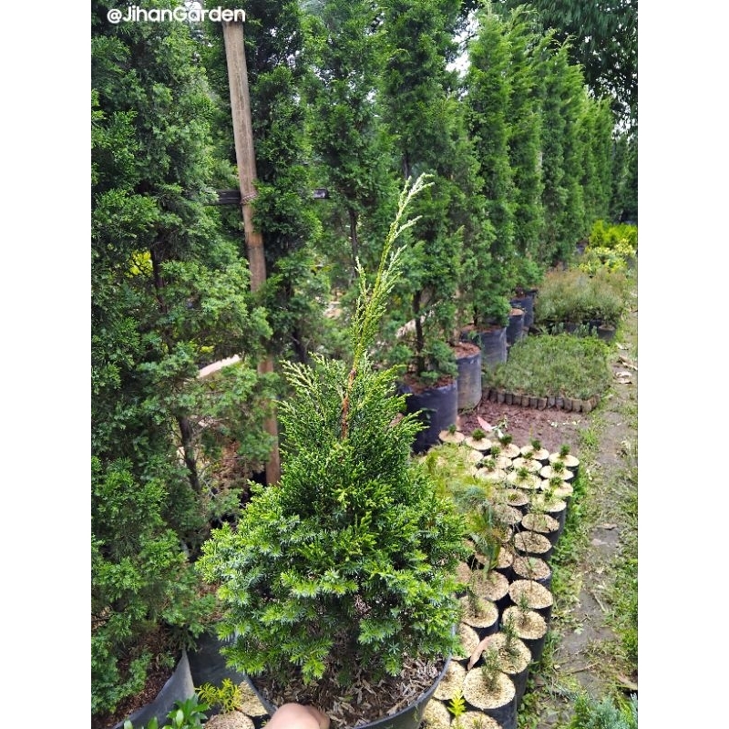 Jual Tanaman hias Pohon bibit Cemara Pua pua 25cm ( Cupressus Papuanus ...