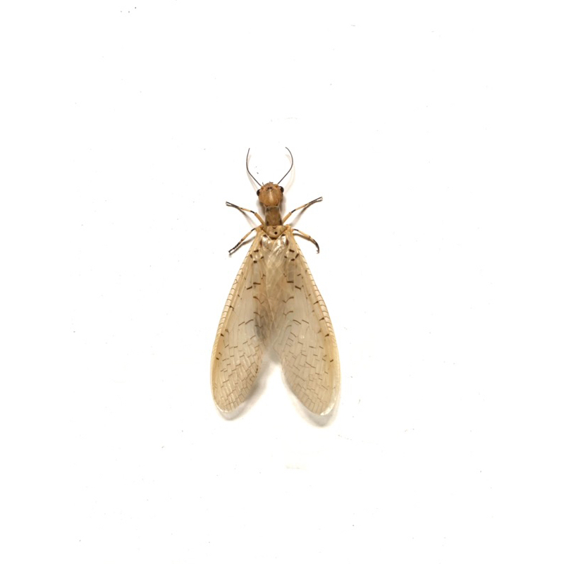 Jual Awetan serangga Corydalinae | Shopee Indonesia
