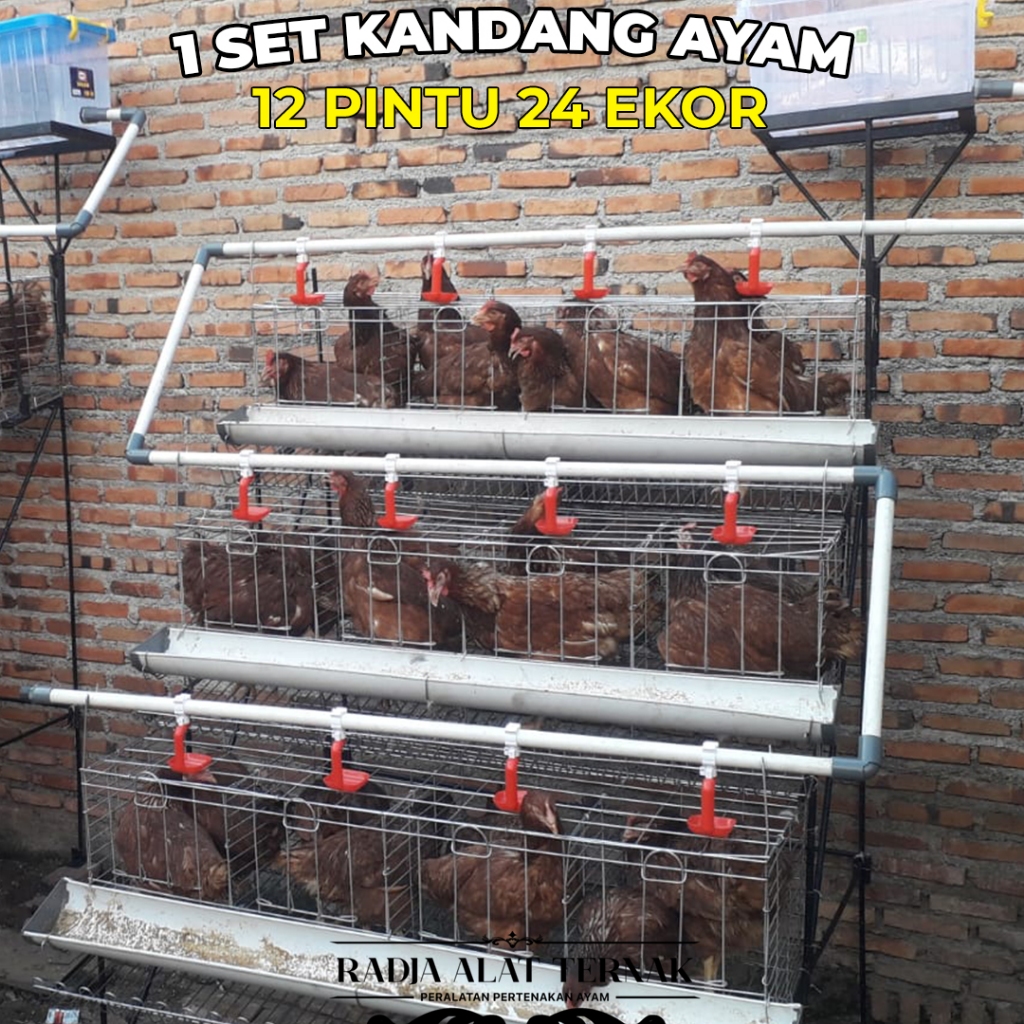 Jual Paket Komplit Kandang Ayam Petelur Isi 24 ekor Kawat Baterai Galvanis Layer | Shopee Indonesia