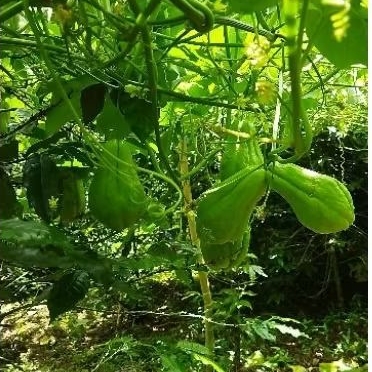 Jual Labu siam 1kg fresh dari kebun sendiri | Shopee Indonesia