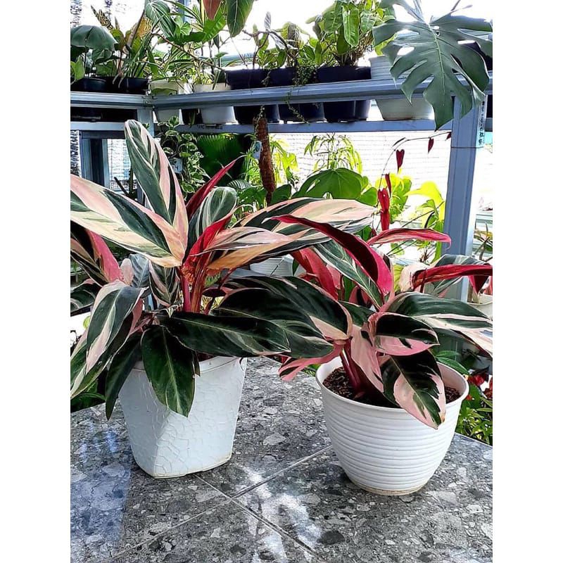 Jual Tanaman Hias Calathea - Calathea Multi Tricolor - Meranti Bali ...