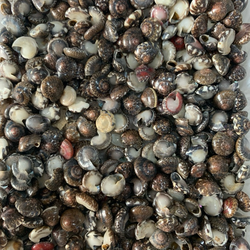 Jual (1kg) Kulit Kerang Pasir Kerang Kecil Kolase Kerang | Shopee Indonesia