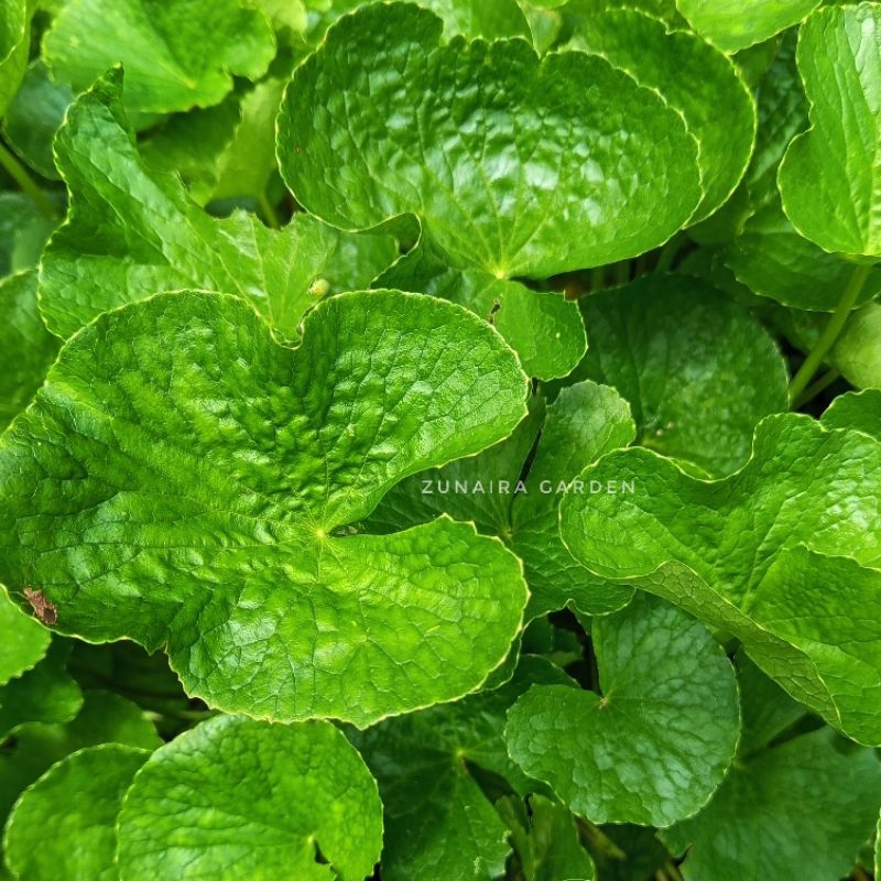 Jual Daun herbal Pegagan / Antanan / Kaki Kuda, 100 lembar segar fresh ...