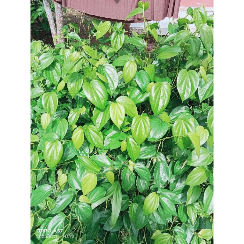 Jual DAUN SIRIH SEGAR LANGSUNG PETIK DARI POHONNYA 100% ORIGINAL ISI 50 ...