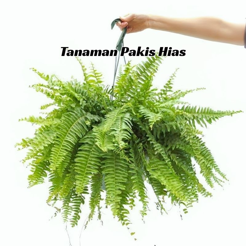 Jual Tanaman hias pakis kelabang (Nephrolepis Exaltata)Pakis Boston ...