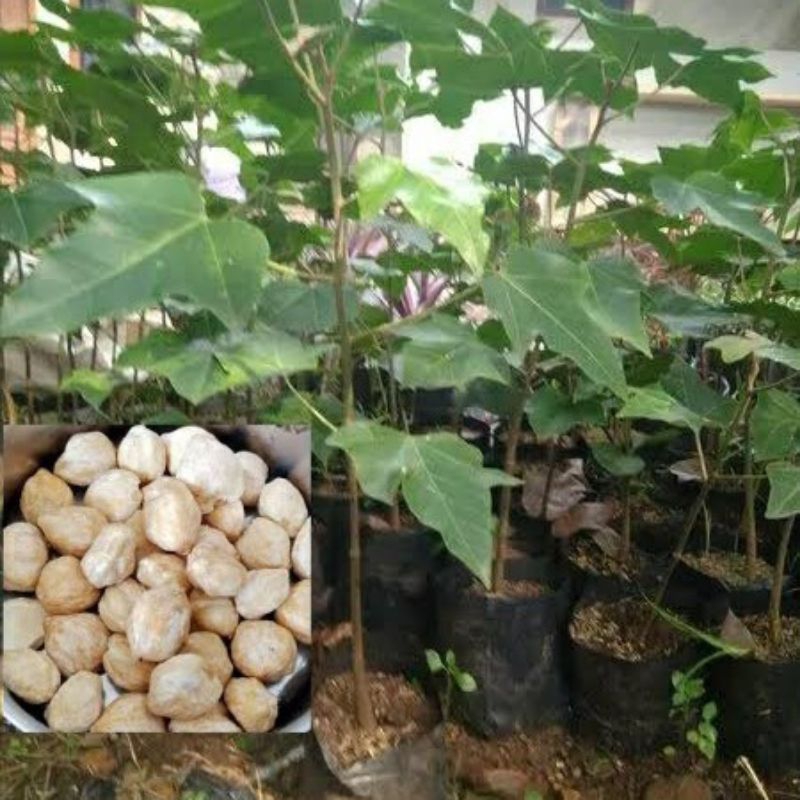 Jual Bibit Pohon Kemiri Rempah2 | Bibit Kemiri Asli | Shopee Indonesia