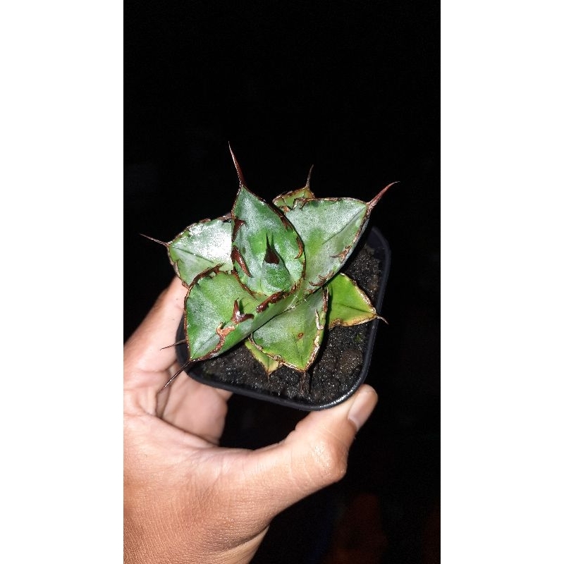 Jual Agave titanota White Ice | Shopee Indonesia