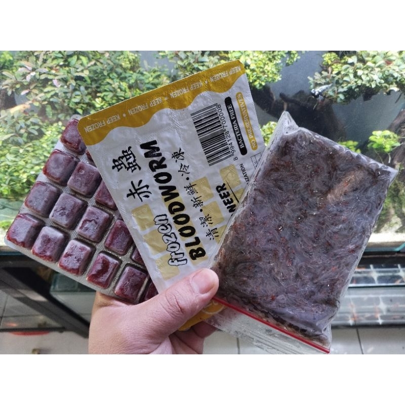 Jual Cacing beku frozen BLOODWORM pioneer, UDANG BEKU 100gr pakan ikan ...