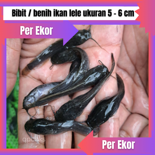 Jual Bibit / benih ikan lele ukuran 5 - 6 cm per ekor | Shopee Indonesia