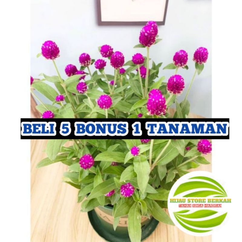 Jual Bunga Kancing Ungu ( Kenop Kancing ) Super Cantik ASLI | Shopee ...