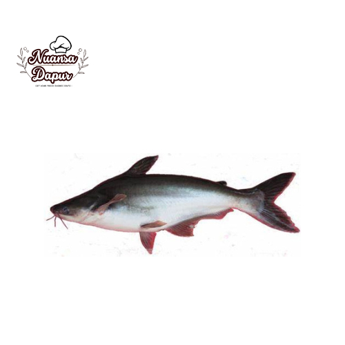 Jual Ikan Patin Fresh 1 kg | Shopee Indonesia